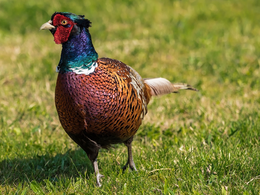 Avian Influenza Confirmed In Pheasants On A Premises On Anglesey