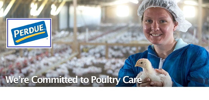 Perdue takes its “no antibiotics” programme to a new level - Poultry News