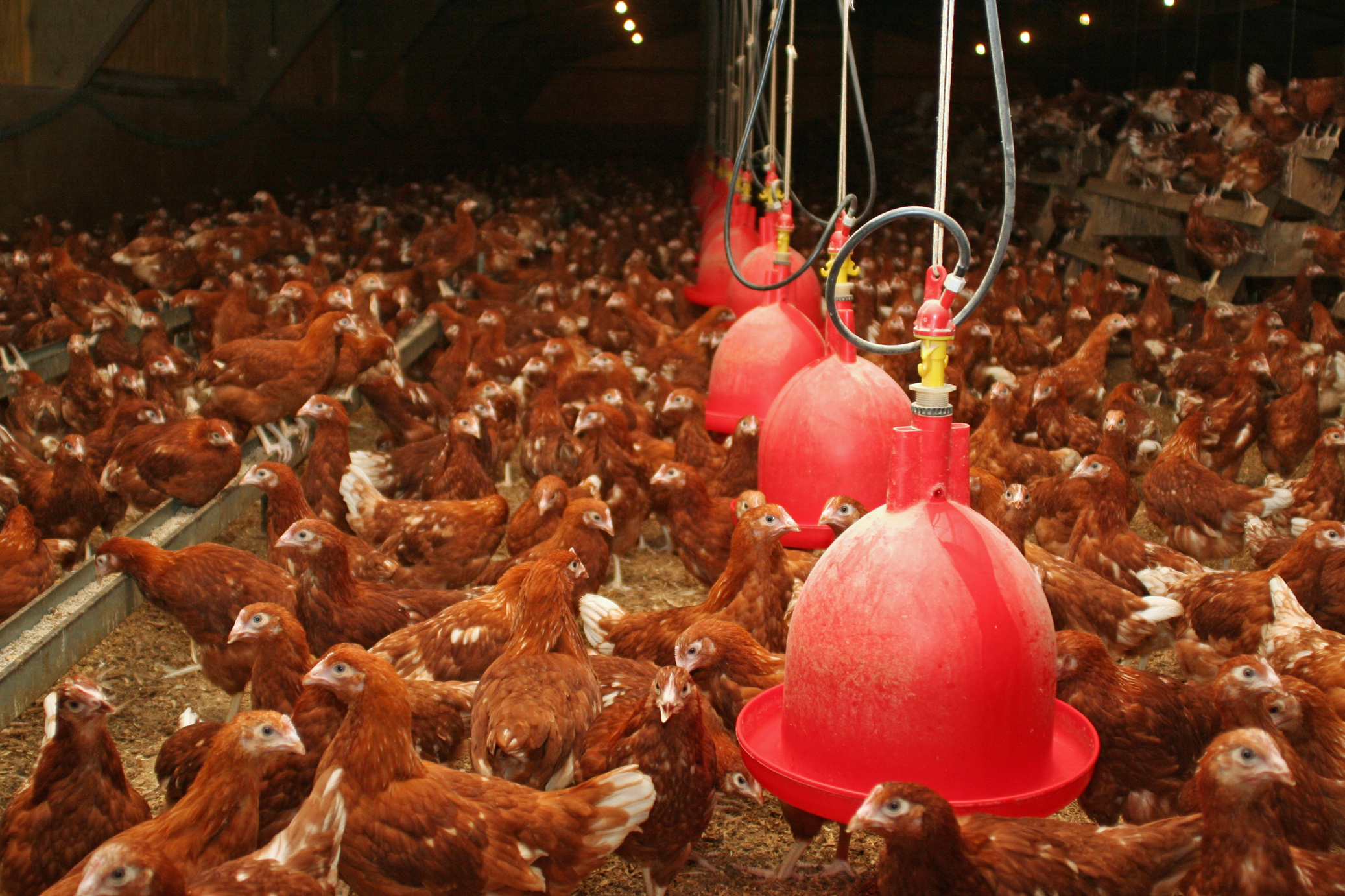 Poultry Farming
