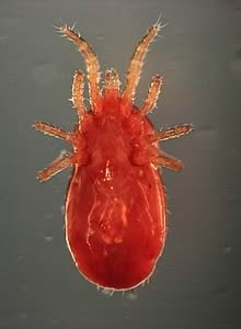 Fight the mite: top tips for tackling red mites | Poultry News