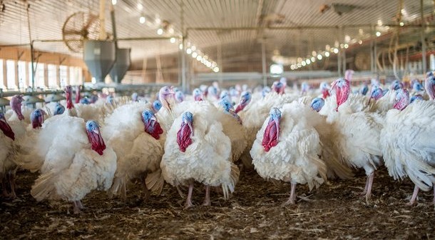 Turkey breeding programme makes use of genomic selection | Poultry News