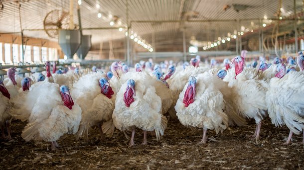 Turkey breeding programme makes use of genomic selection | Poultry News