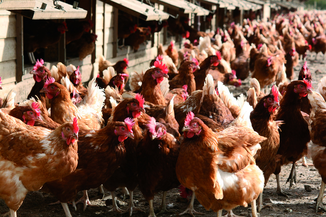 Cargill launches new software for poultry farmers to maximise feed ...