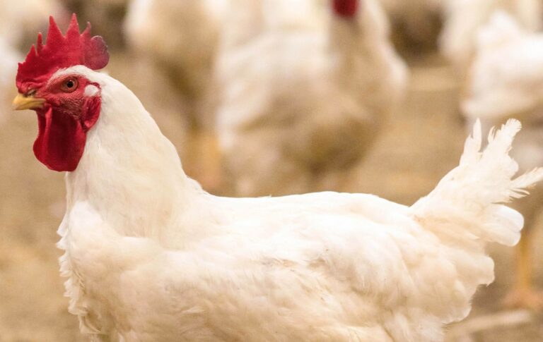 Cobb launches new flock management app - Poultry News