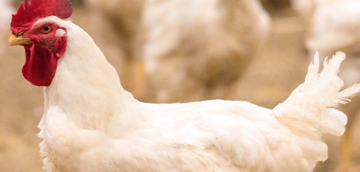 Cobb Vantress gets go ahead for grandparent stock project in New ...