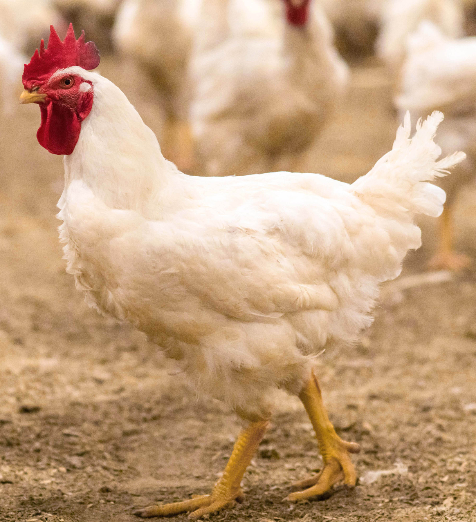 Cobb Vantress gets go ahead for grandparent stock project in New ...