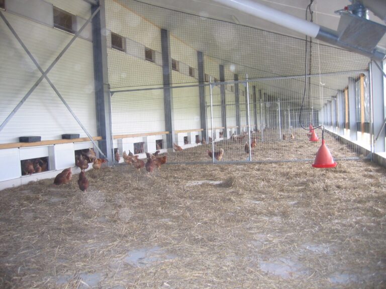 Veranda extravaganza - Poultry News