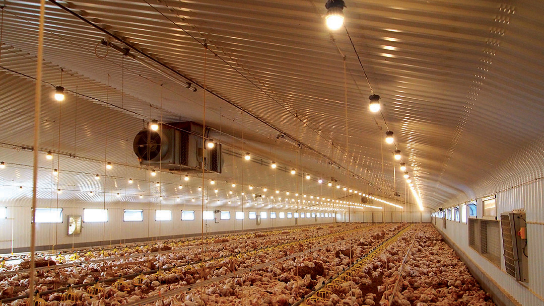 Avara Foods chosen as the name for joint venture between Faccenda and ...