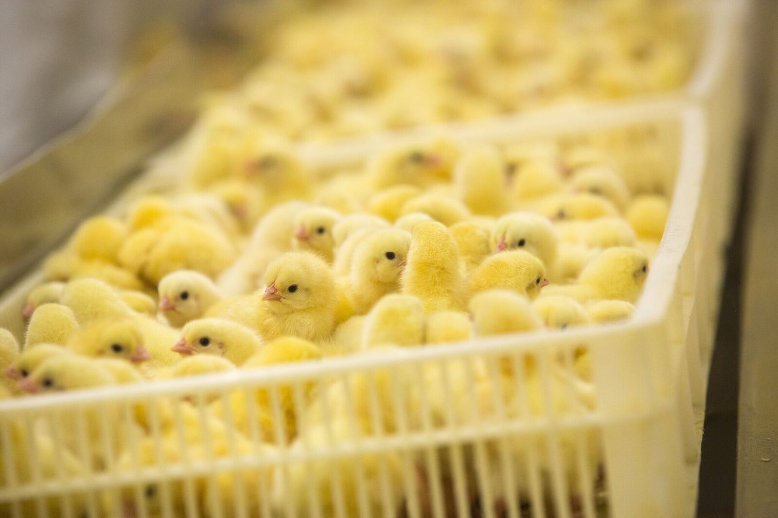 Banham Poultry takes part in first UK E coli vaccine trial | Poultry News