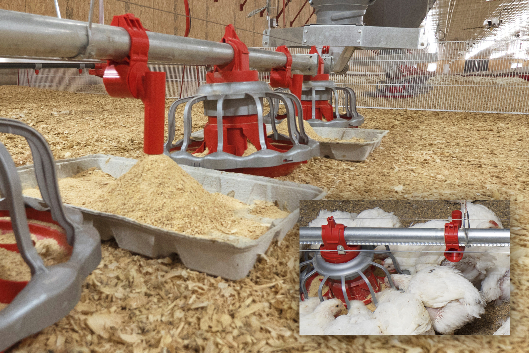 Modified feeder offers improved access | Poultry News