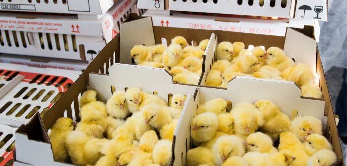 Annual sales and profits increase at Aviagen | Poultry News