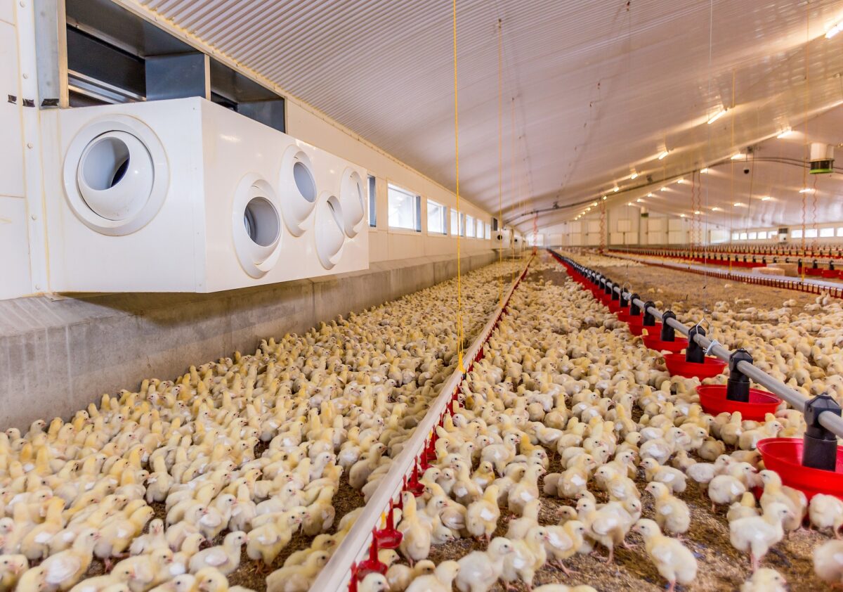 The Co-op produces training video for broiler farmers - Poultry News