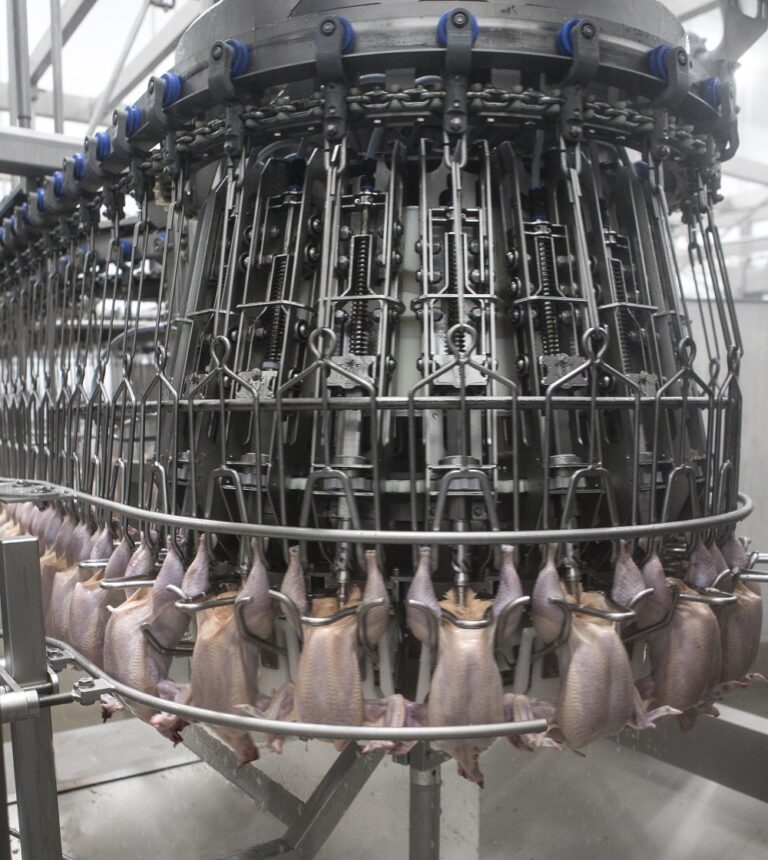 New vent cutter offers hygiene and precision - Poultry News