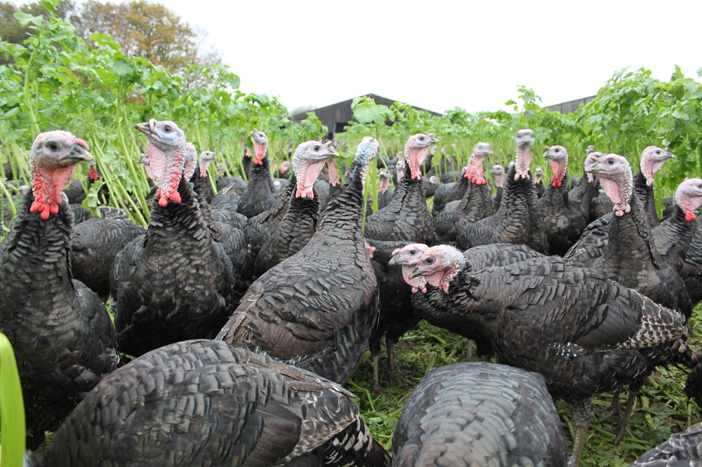 Interview: Traditional Norfolk Poultry's Mark Gorton talks turkey ...
