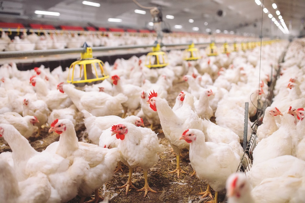 DSM launches new feed additive for poultry - Poultry News
