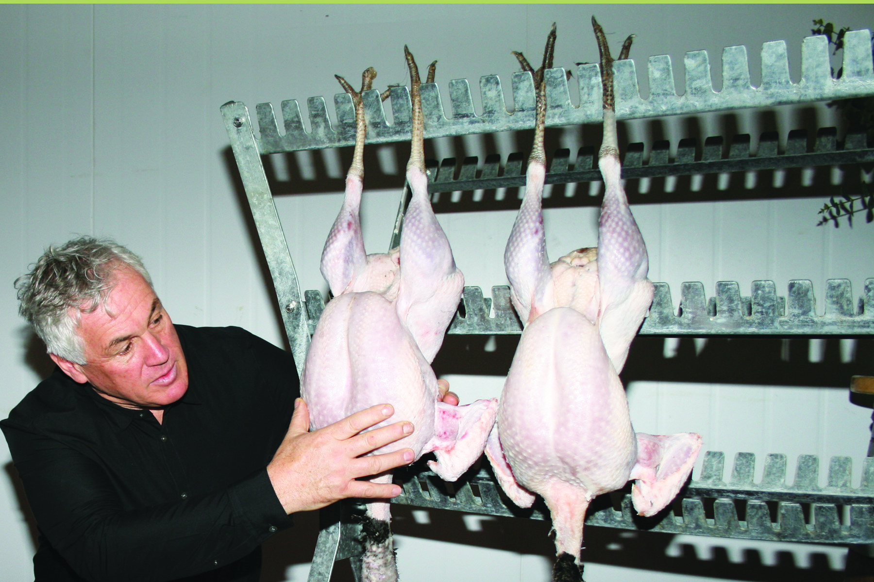 Gas stunning now for small turkey producers - Poultry News