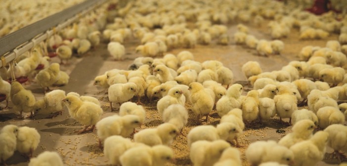 The benefits of insect-based poultry feed | Poultry News
