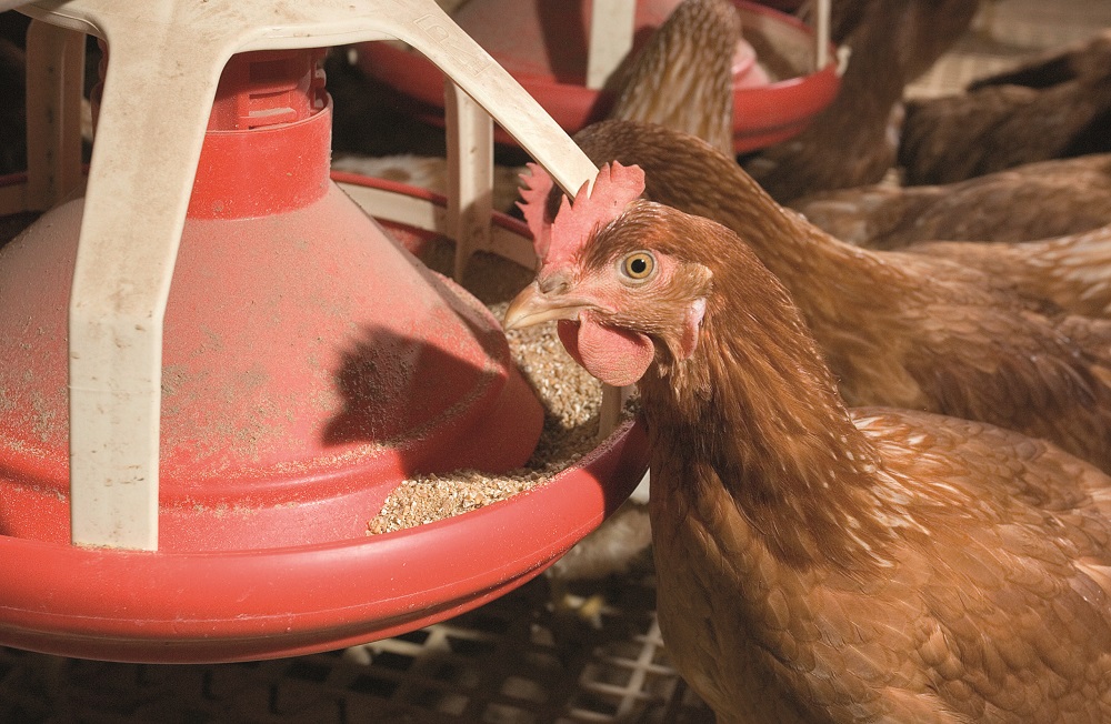 Farmers press the case for insect protein in poultry feed - Poultry News
