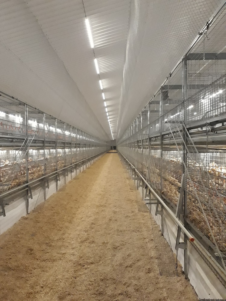 Investing in rearing - Poultry News