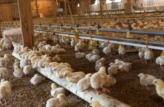 World Poultry Veterinary Association competitive exclusion results ...