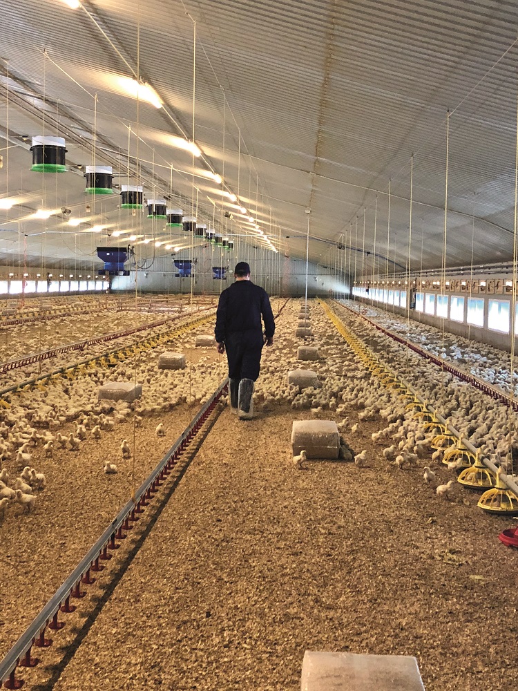 Leading by example - Poultry News