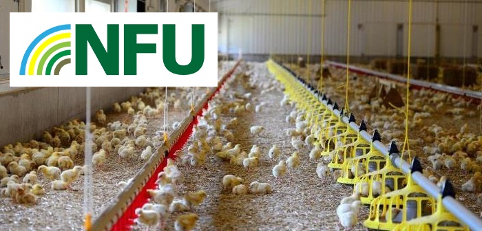 NFU voices significant concerns over Better Chicken Campaign - Poultry News