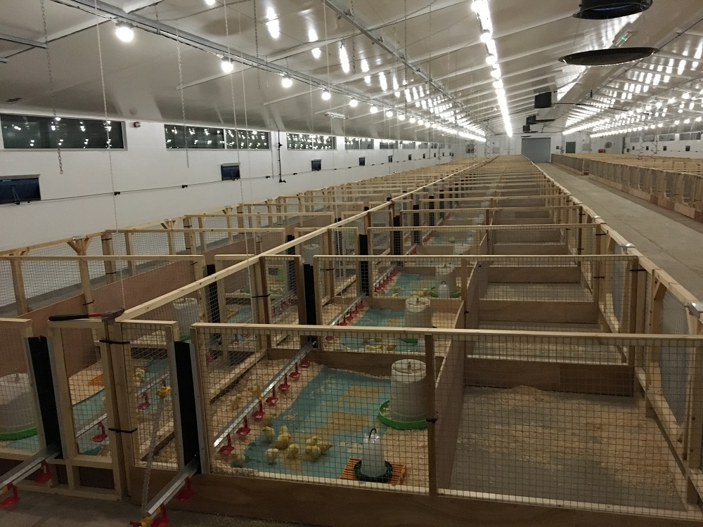 Research paves way for tackling AMR in poultry - Poultry News