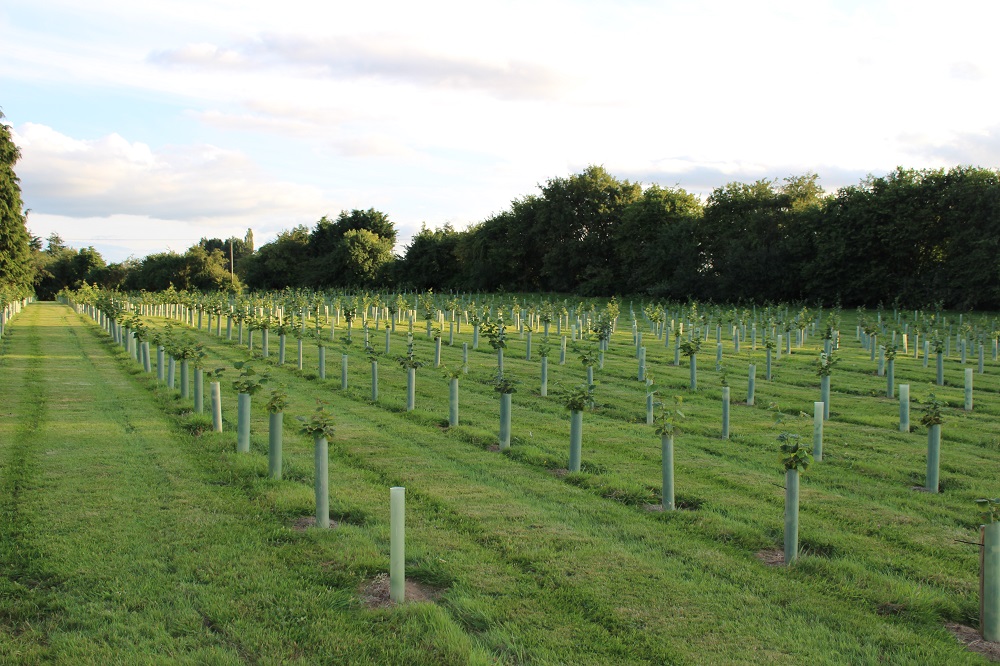 Government launches £50 million fund to boost tree-planting on farms ...