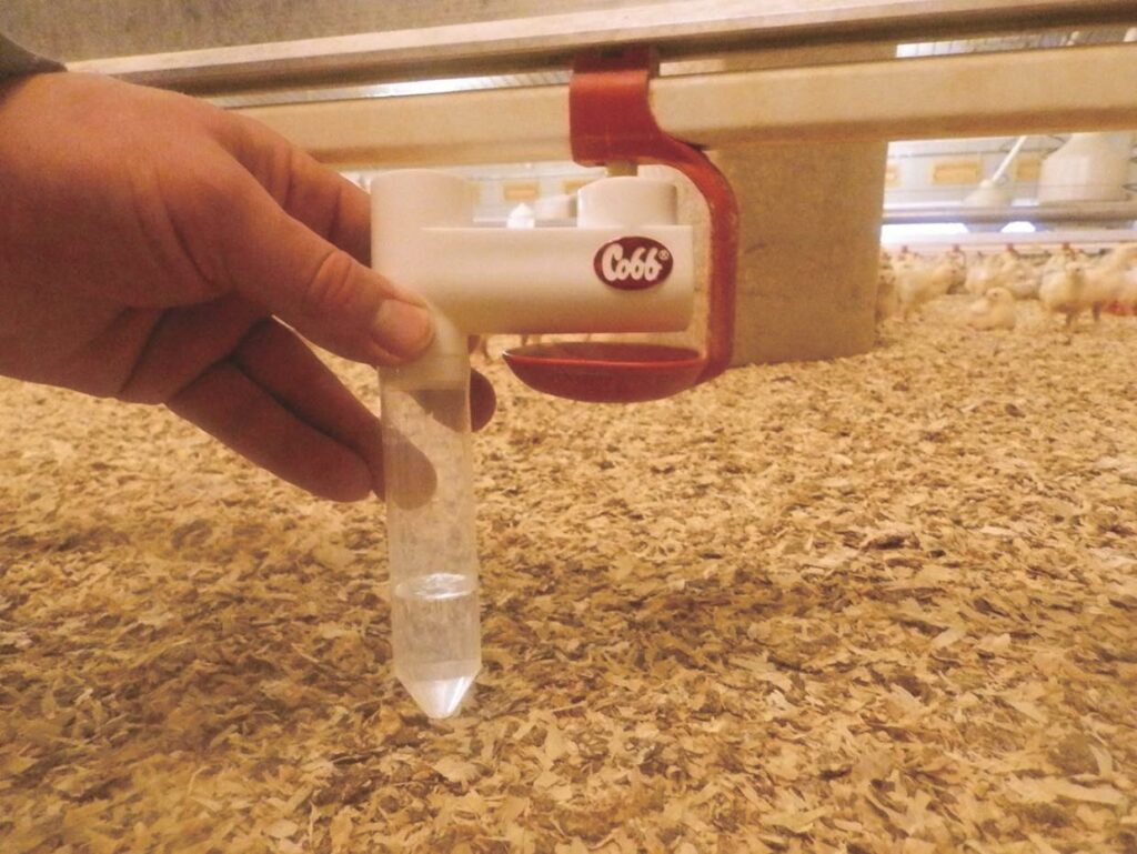 Brooding: The importance of a faultless start for chicks - Poultry News