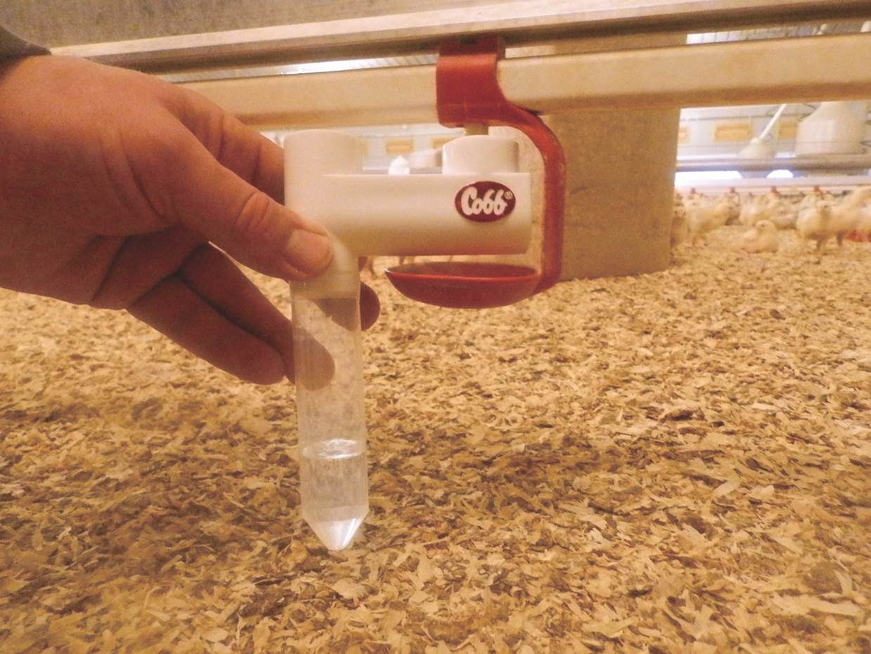 Brooding: The importance of a faultless start for chicks | Poultry News