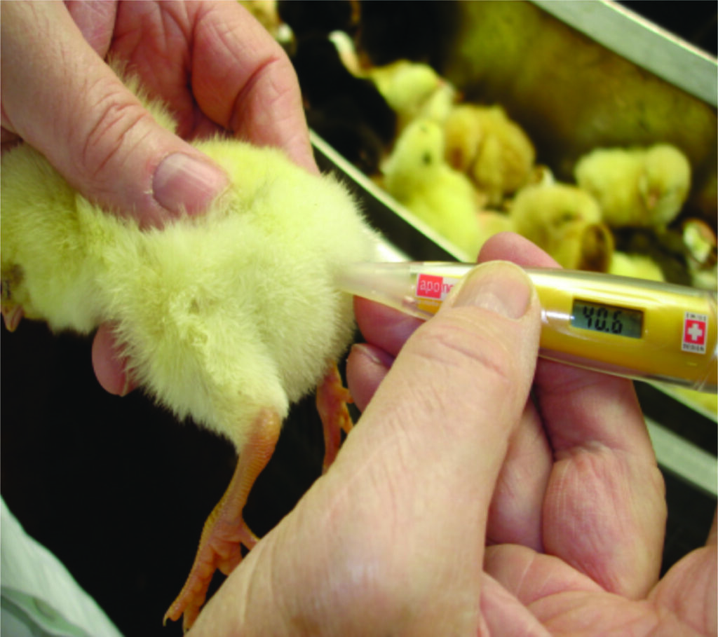 Brooding: The importance of a faultless start for chicks - Poultry News