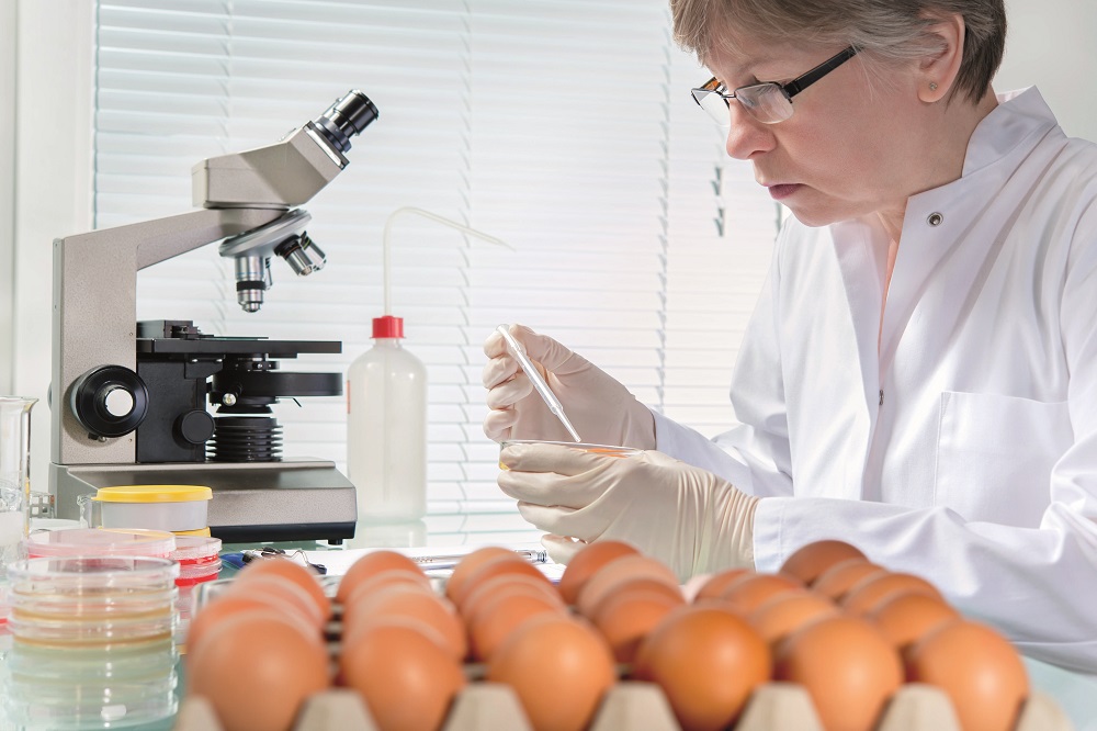 Salmonella the most common cause of foodborne outbreaks - Poultry News