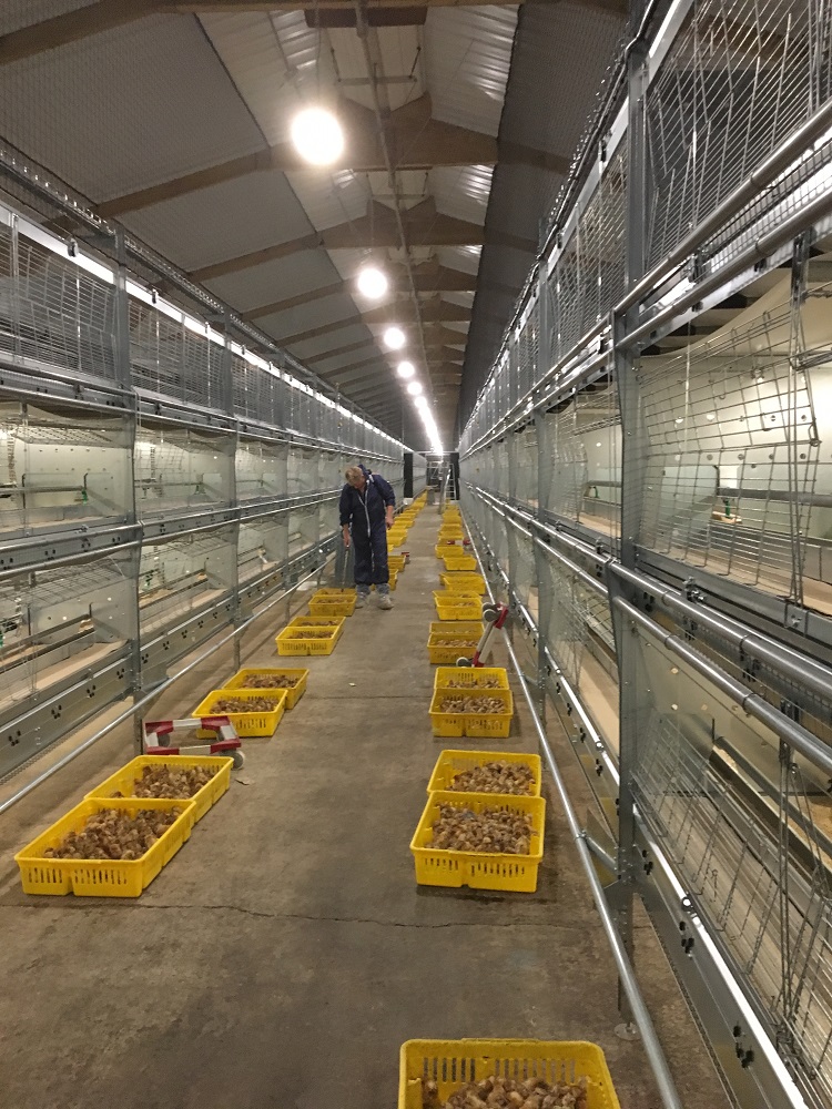 Analysis: Who will pay for the new barn egg standards? - Poultry News