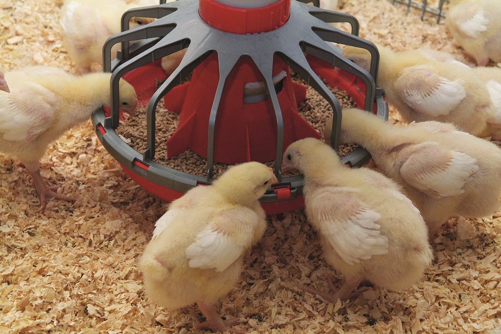 Technical advice: How to optimise feeding for a strong chick start ...