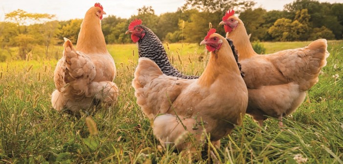 Backyard flocks causing “huge concern” for poultry farmers in Northern ...