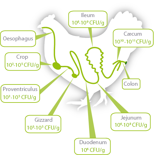 Poultry microbiota insight | Poultry News