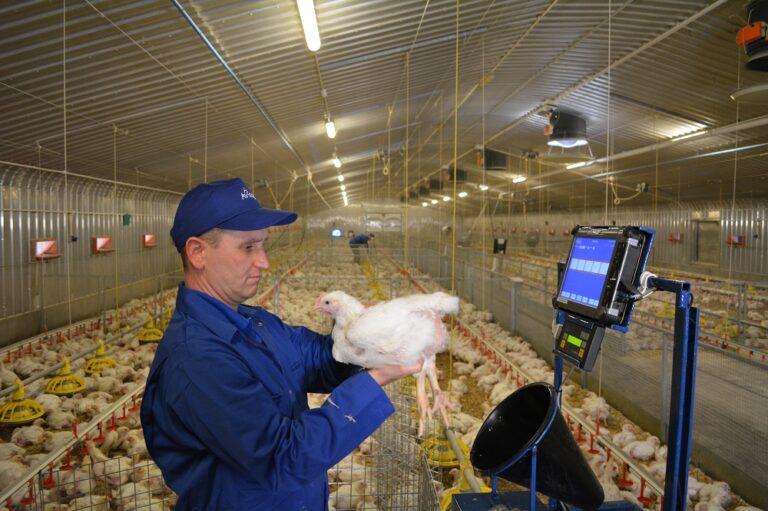 Aviagen publishes new handbook for Ross parent stock - Poultry News