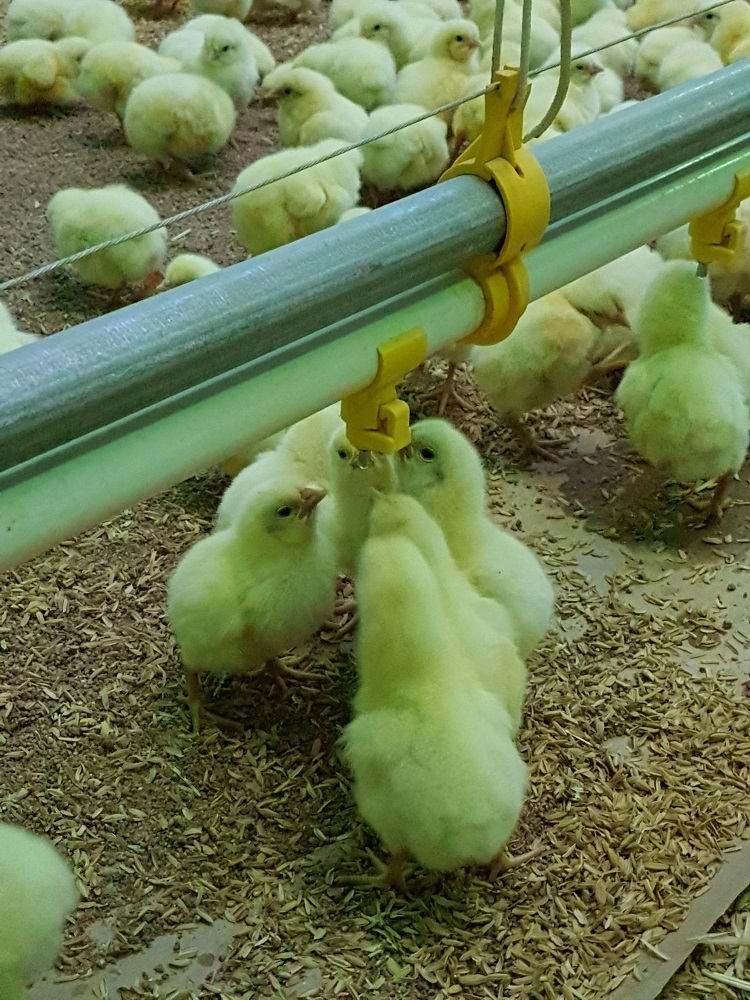 Managing your drinker system to benefit from the latest innovations ...