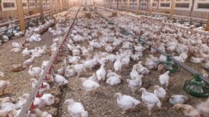 2 Sisters shifts 20% of production to Better Chicken Commitment ...