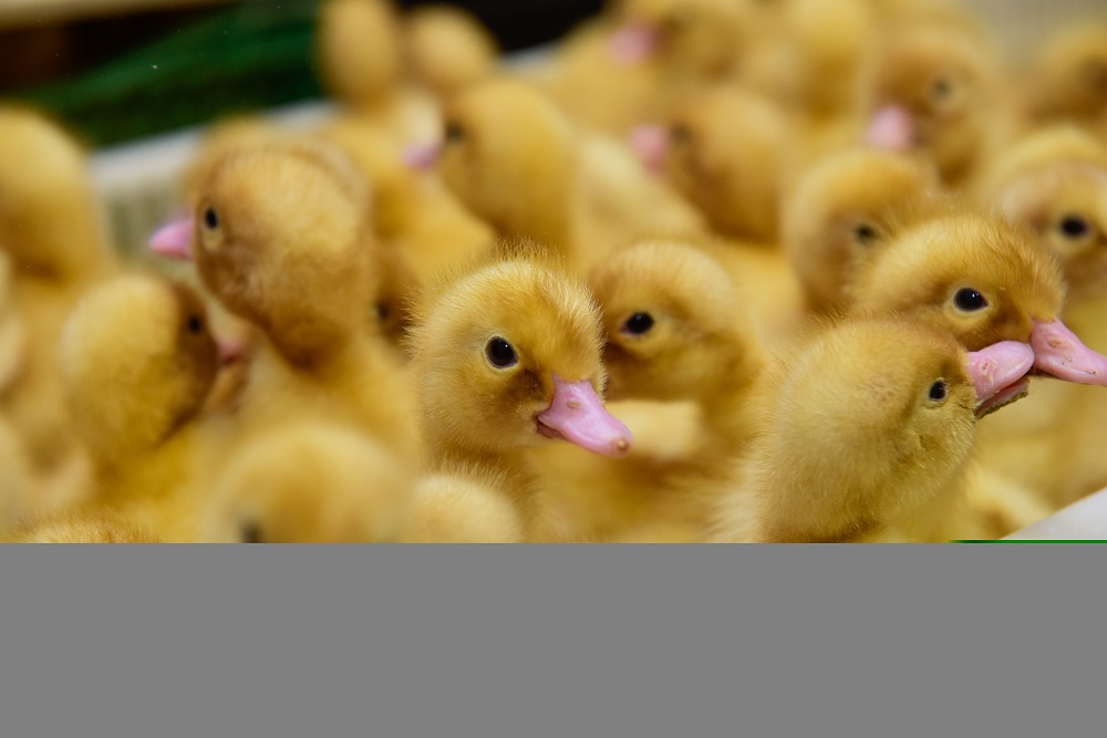 Duck hatchery plans expansion - Poultry News