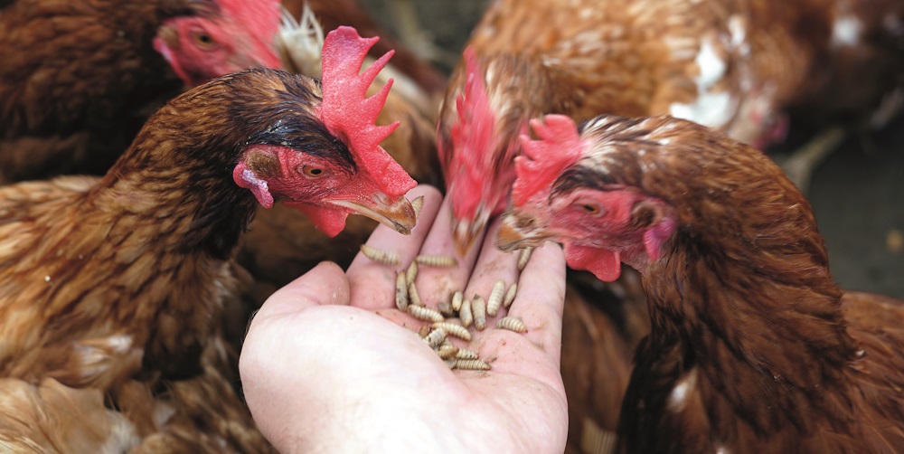 Feature: Solving the insect protein problem? - Poultry News