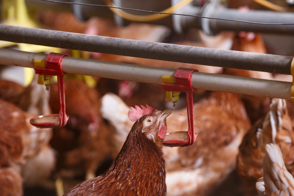 DSM resumes animal grade Vitamin A production - Poultry News
