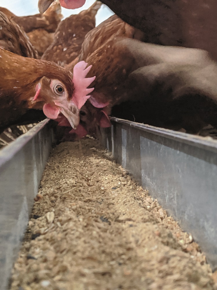 Forfarmers extends organic feed distribution nationwide | Poultry News