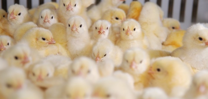 Cobb publishes new broiler breeder management guide | Poultry News