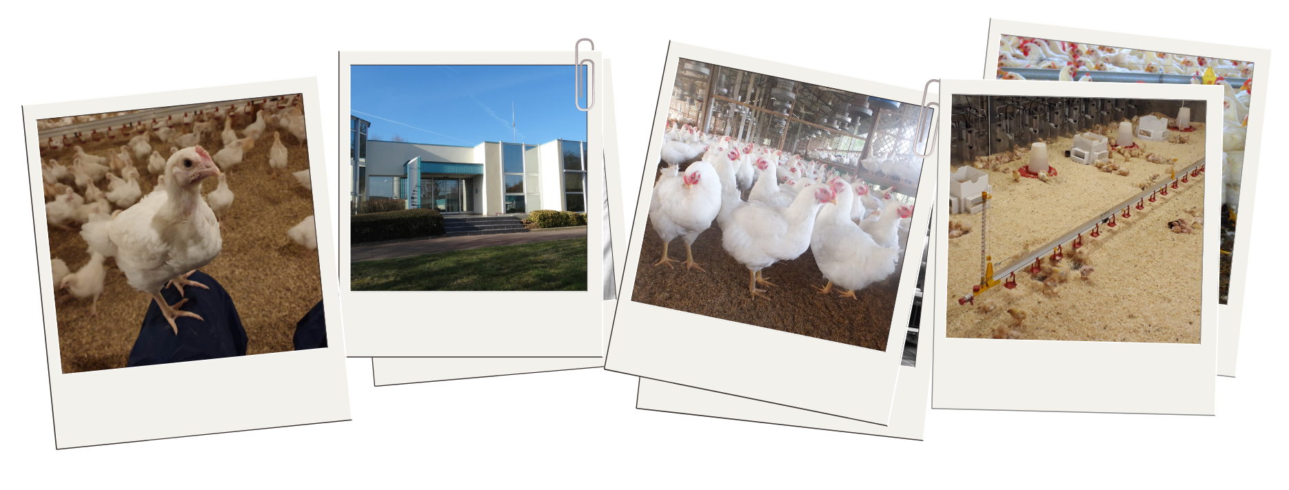 Hubbard marks 100th anniversary - Poultry News