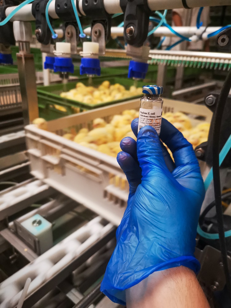 Banham Poultry trialling new E.coli vaccine | Poultry News