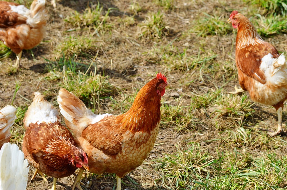 Trial data highlights success of early poultry red mite treatment ...