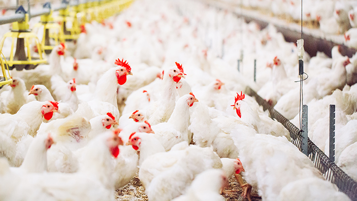 Ukrainian chicken giant MHP outlines effects of invasion - Poultry News