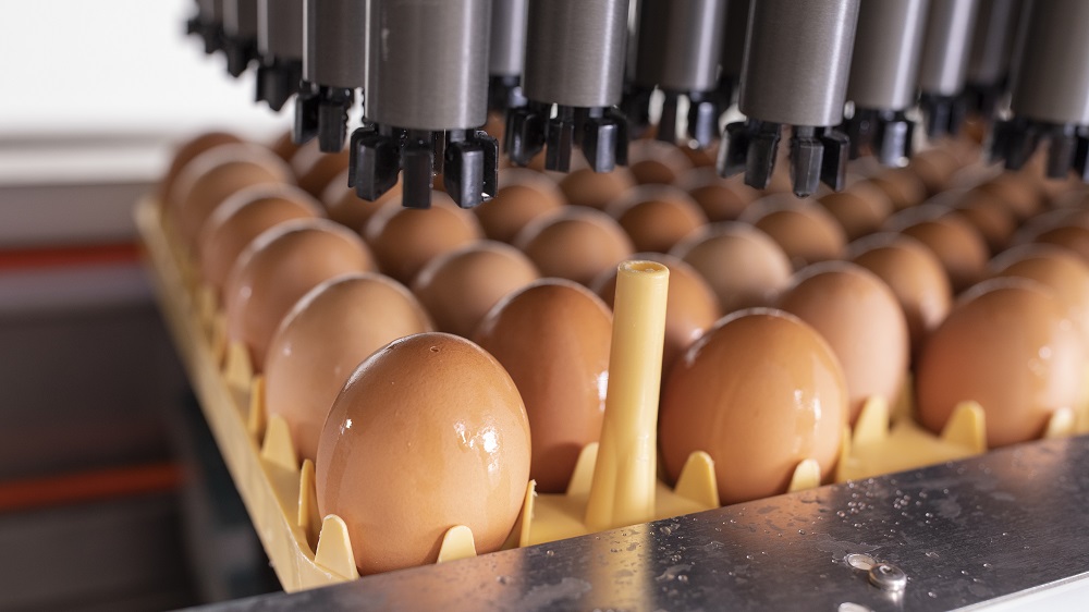 Technology to inject vaccines directly into eggs marks 30 year ...