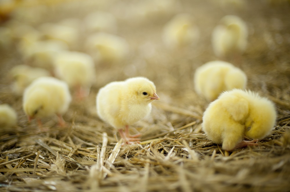 Cargill replaces soya in poultry feed with sustainable alternative ...